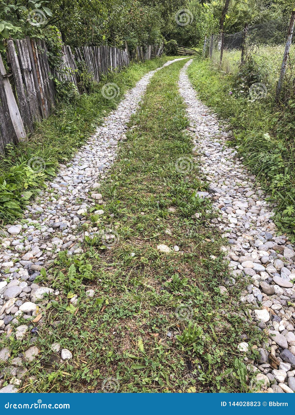A Path Goes To Forest in Spring Stock Image - Image of outdoor, nature ...