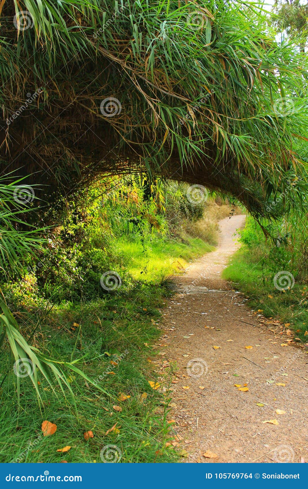 Path Going Deep into the Leafy Forest Stock Photo - Image of alley ...