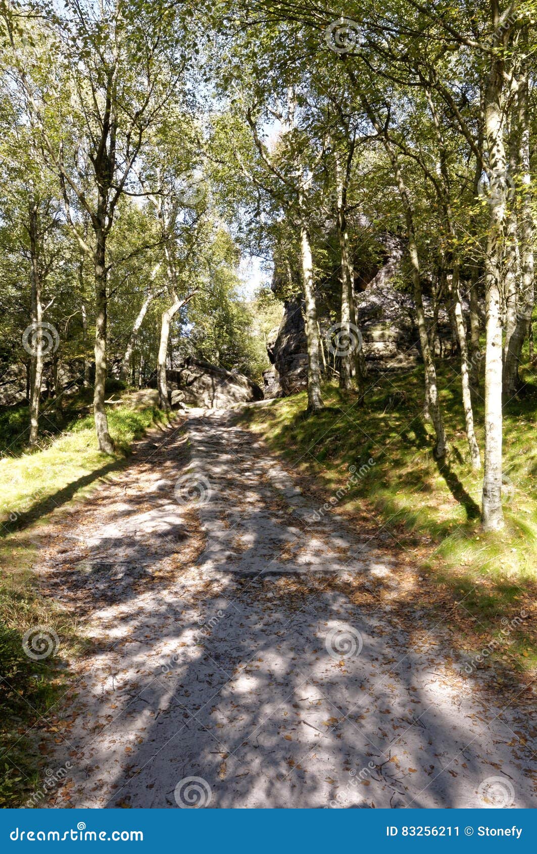 Path Going in between a Dense and Rocky Forest Stock Image - Image of ...