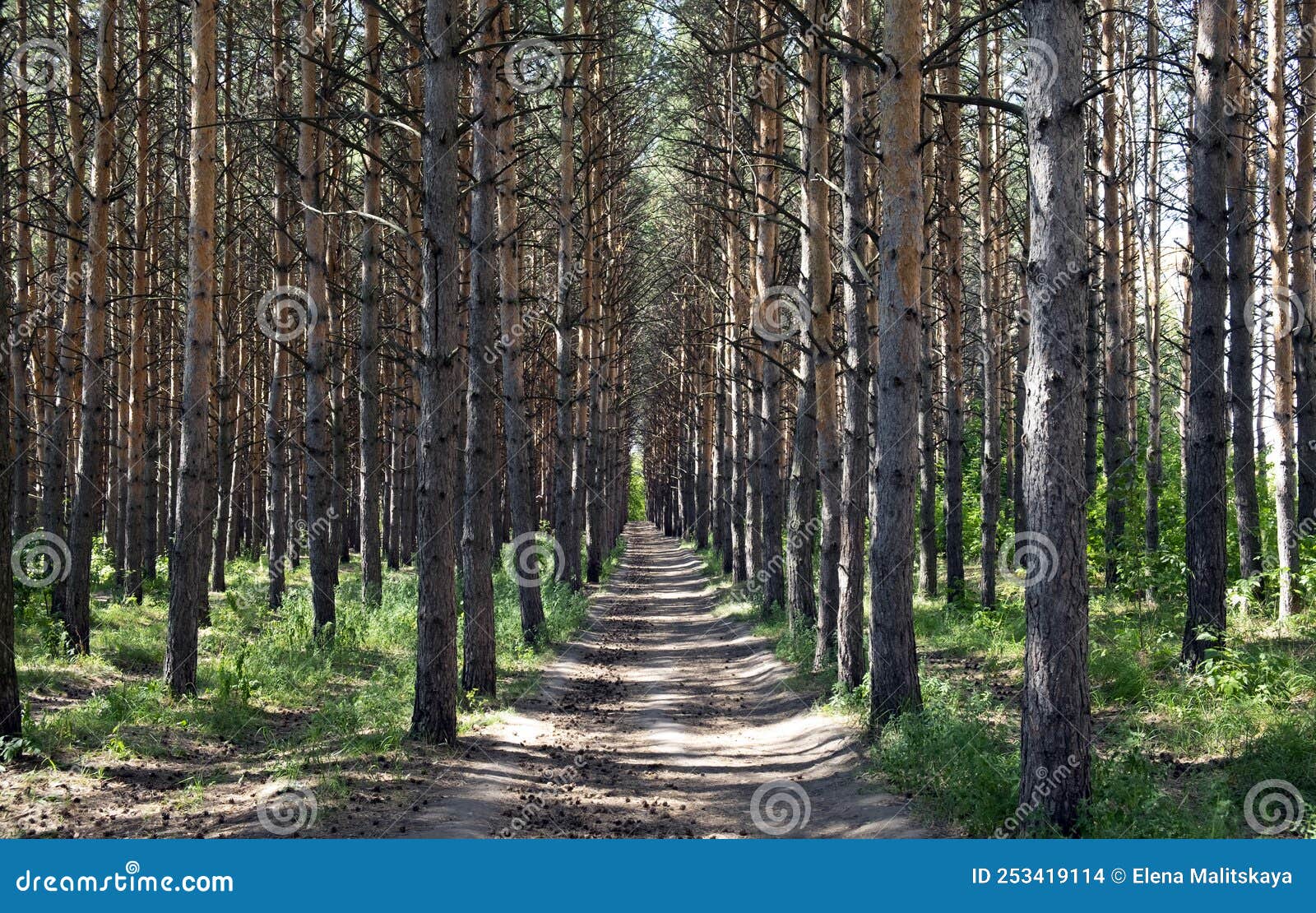A Path Going into the Distance in a Pine Coniferous Forest on a Summer ...