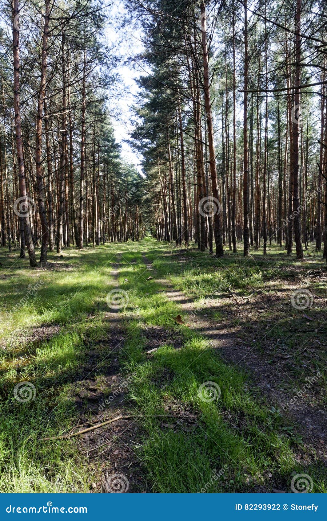 Path Going in between a Forest Comprising of Multiple Rows of Trees ...