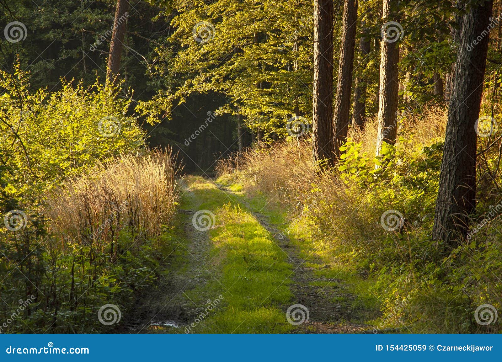 A Path Going through the Forest at Sunset. Stock Image - Image of ...