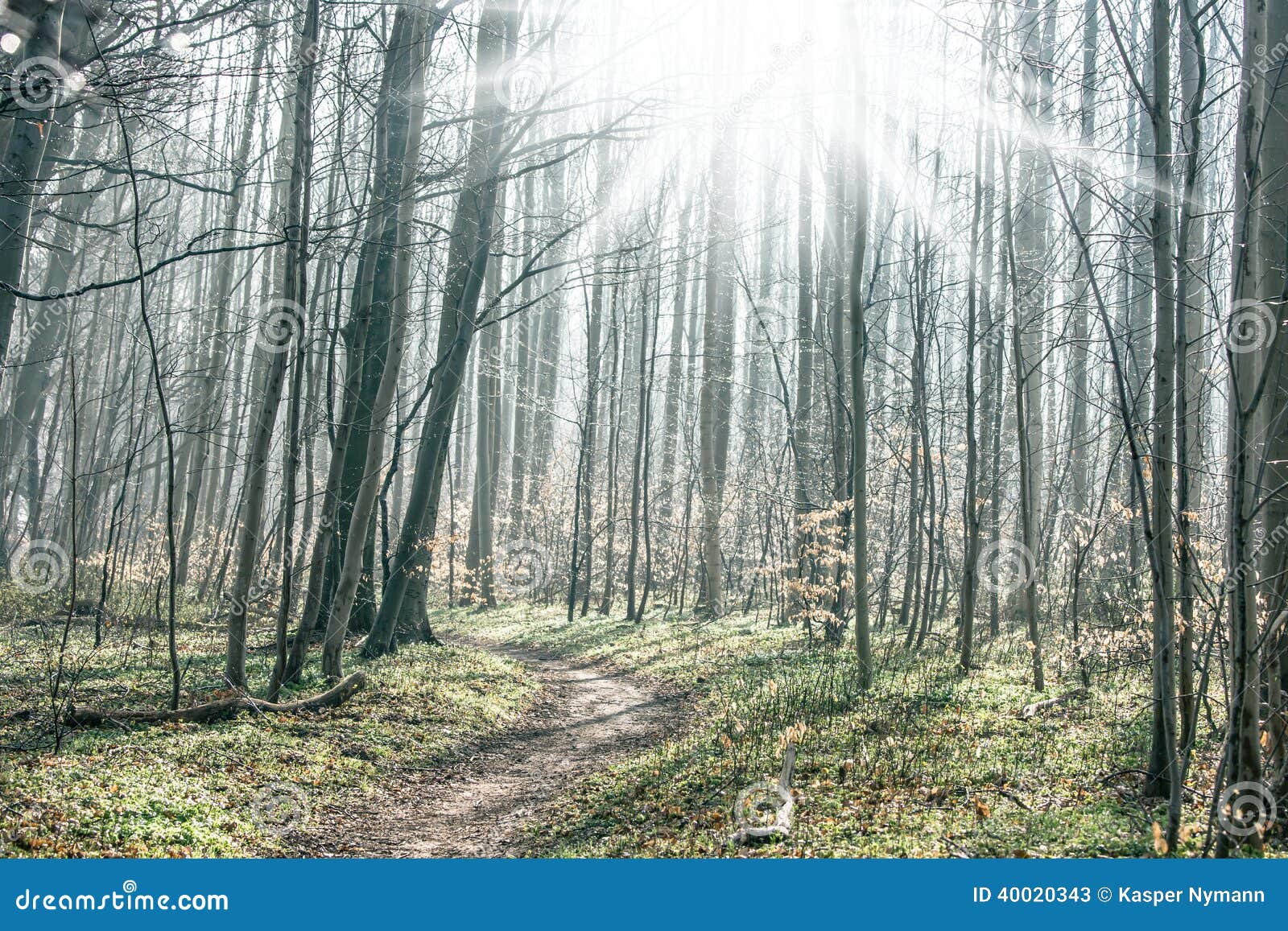 Path Going through Tall Trees in the Forest Stock Image - Image of ...