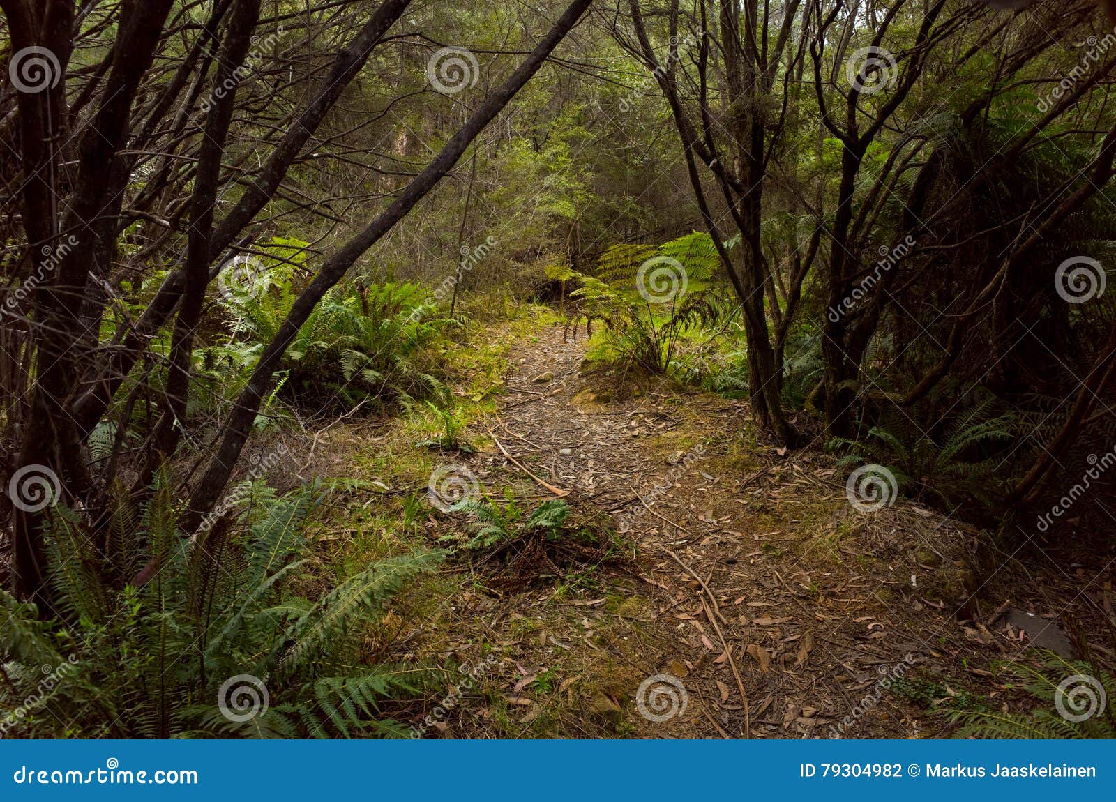 Path Going through Thick Shrubbery in the Australian Bush Stock Photo ...