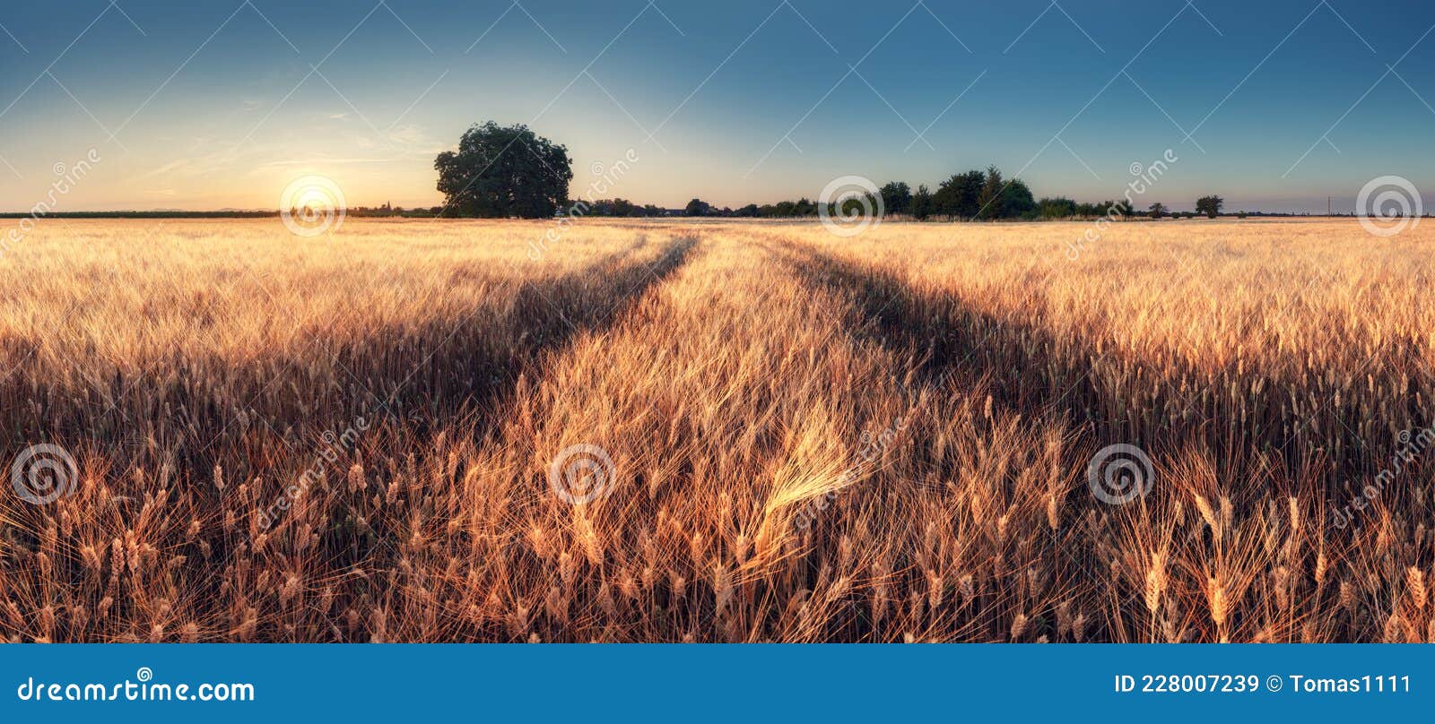 Path in Golden Wheat Field Landscape - Panorama Stock Image - Image of ...