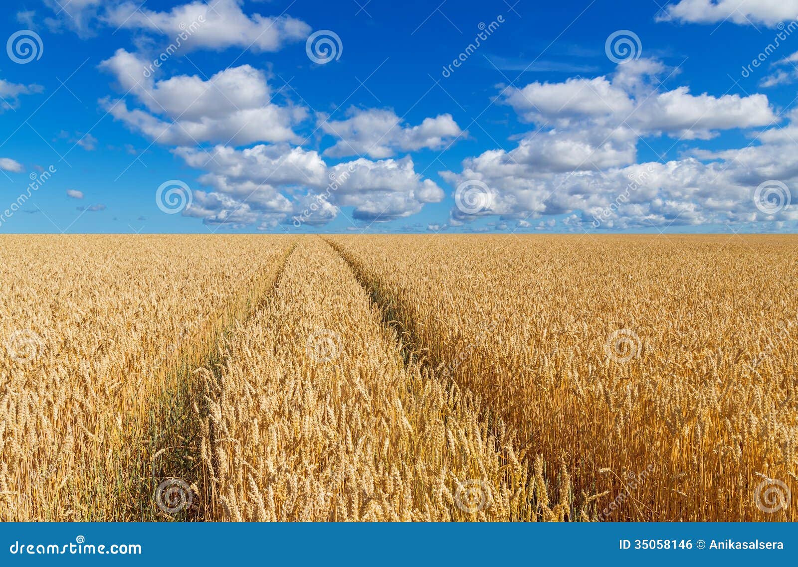 Path in a Golden Wheat Field Stock Photo - Image of culture, cloud ...