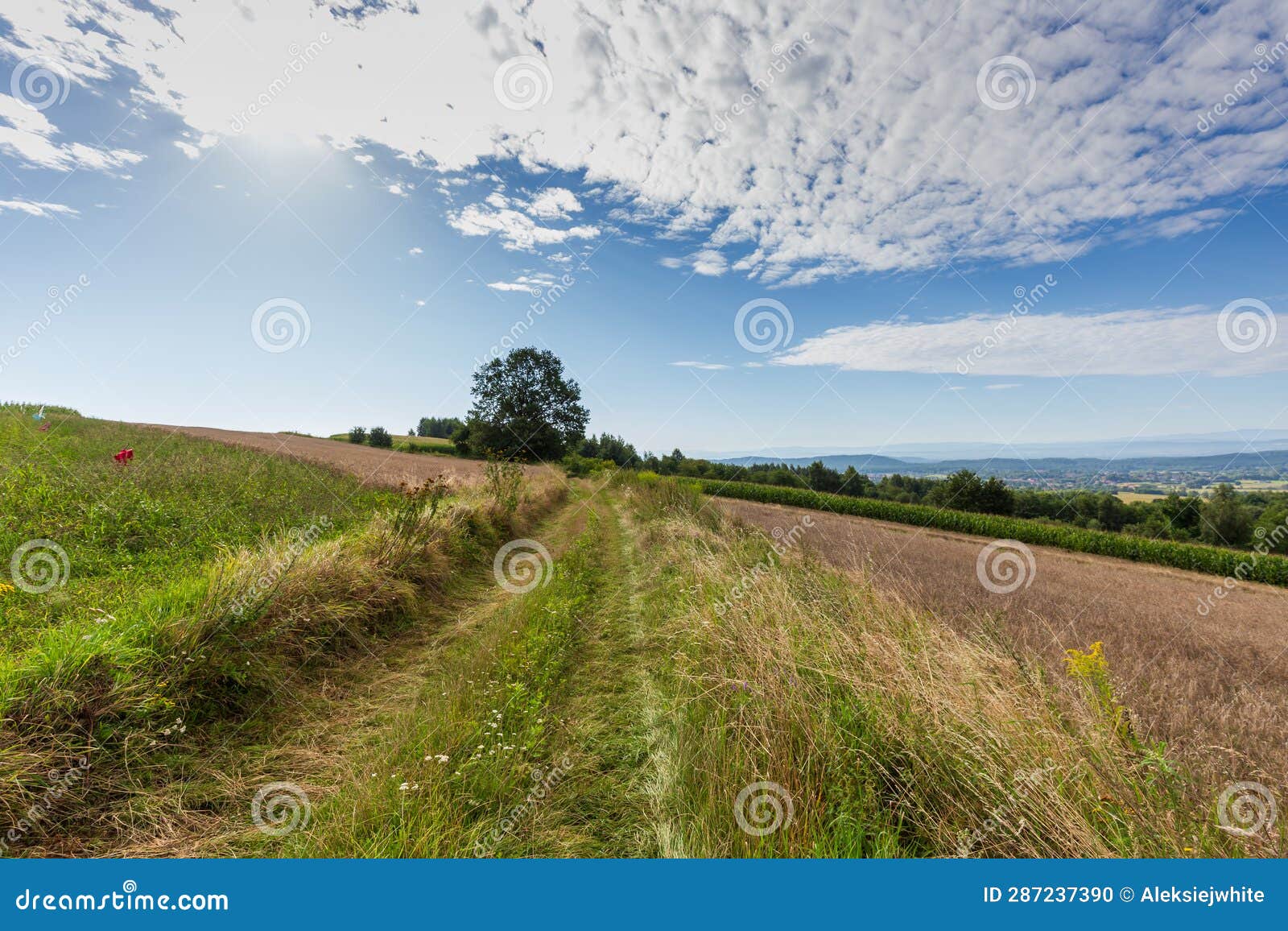 Path between Grain Crops on a Summer Sunny Day in Poland Stock Photo ...
