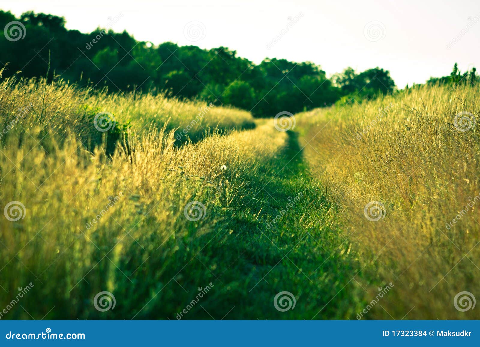 Path in grass stock photo. Image of grass, agriculture - 17323384