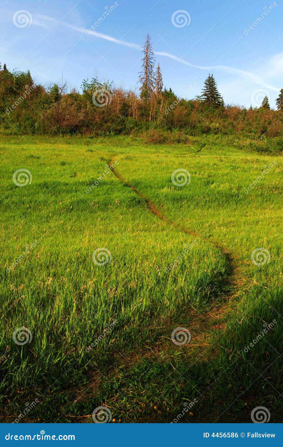 Path on the grass stock photo. Image of city, outdoor - 4456586