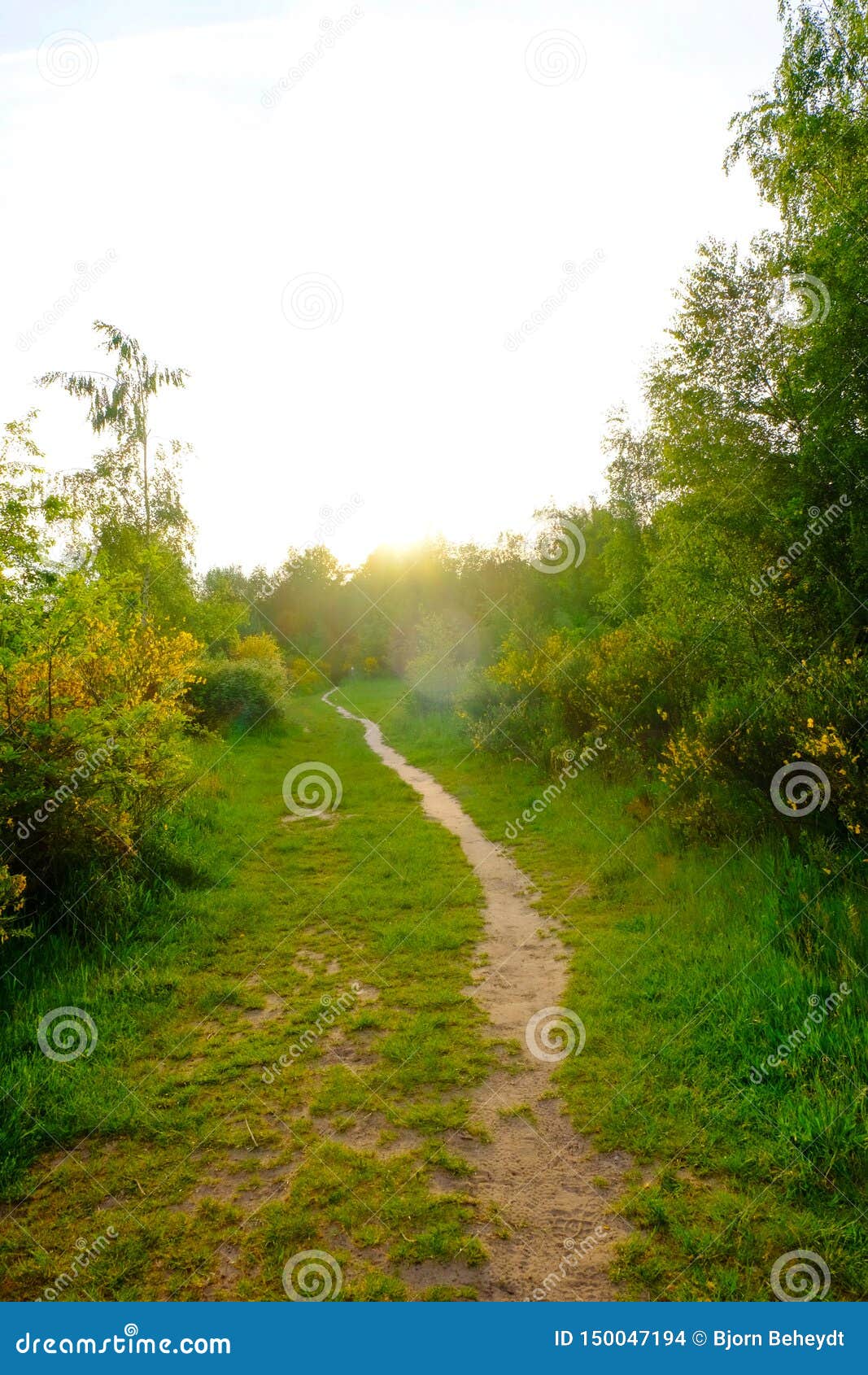 Path in grass field stock photo. Image of beautiful - 150047194