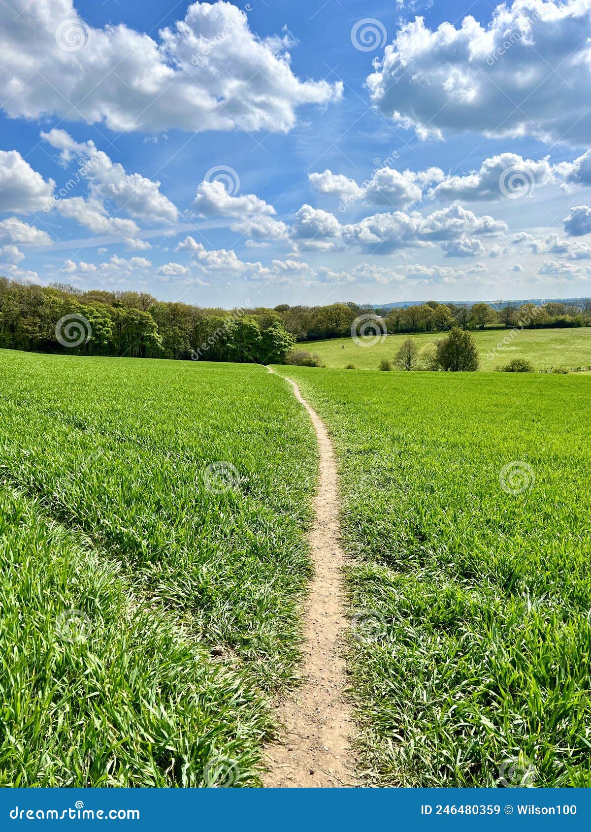 Path through Grass Field stock image. Image of explore - 246480359
