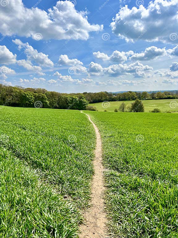 Path through Grass Field stock image. Image of explore - 246480359