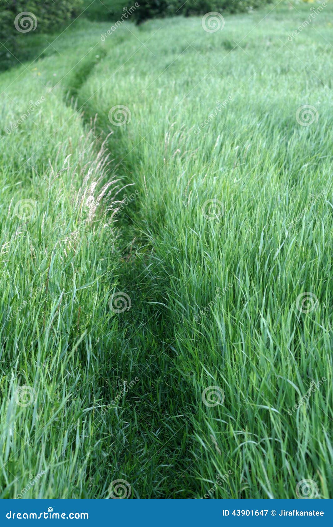 Path through the grass stock image. Image of farm, spike - 43901647