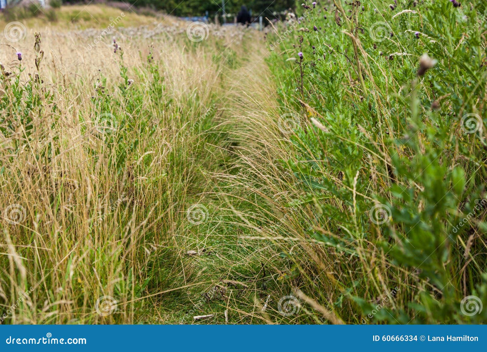 Path through the grass stock photo. Image of scene, landscape - 60666334