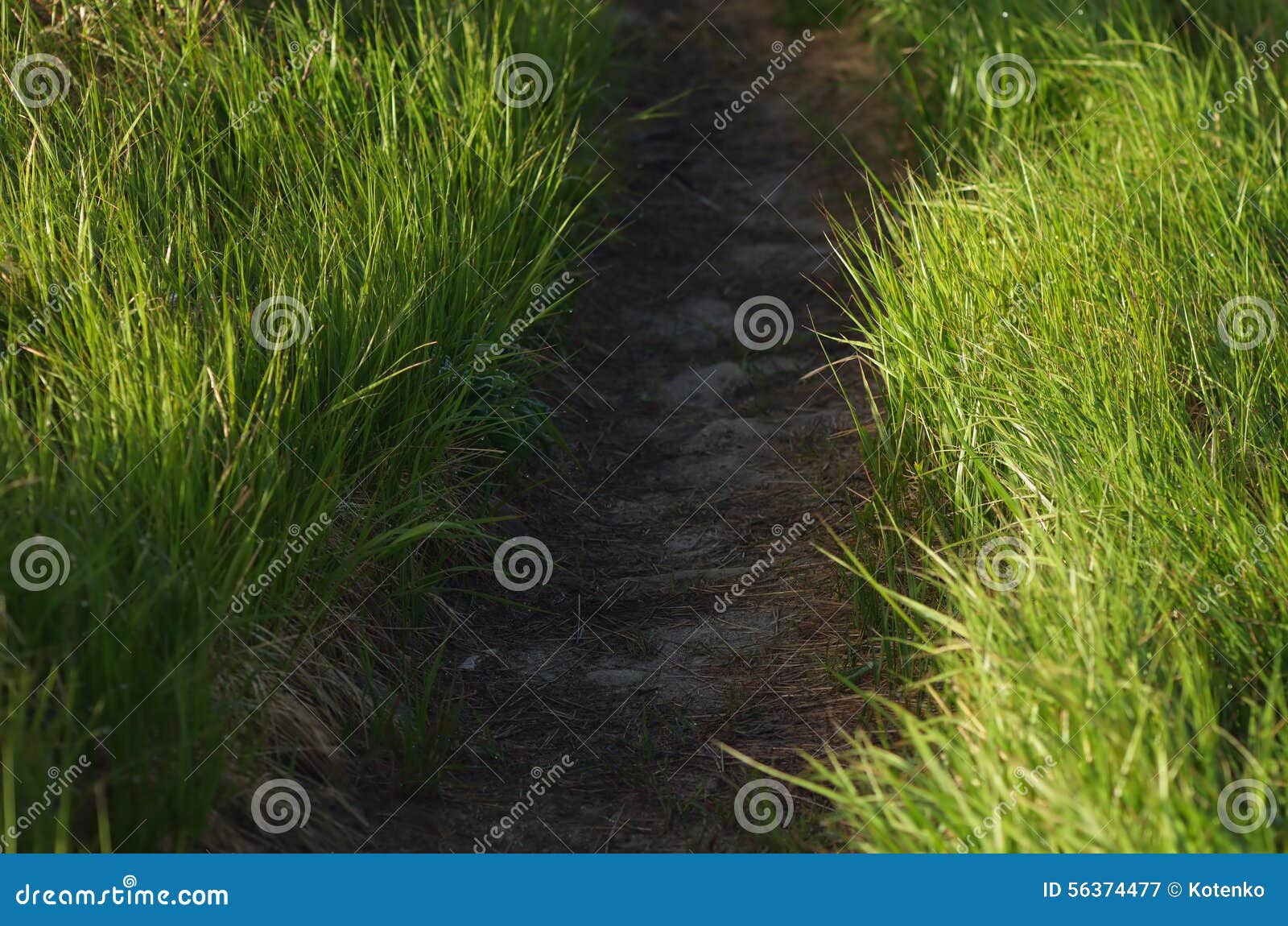 Path in the grass stock image. Image of vegetation, natural - 56374477