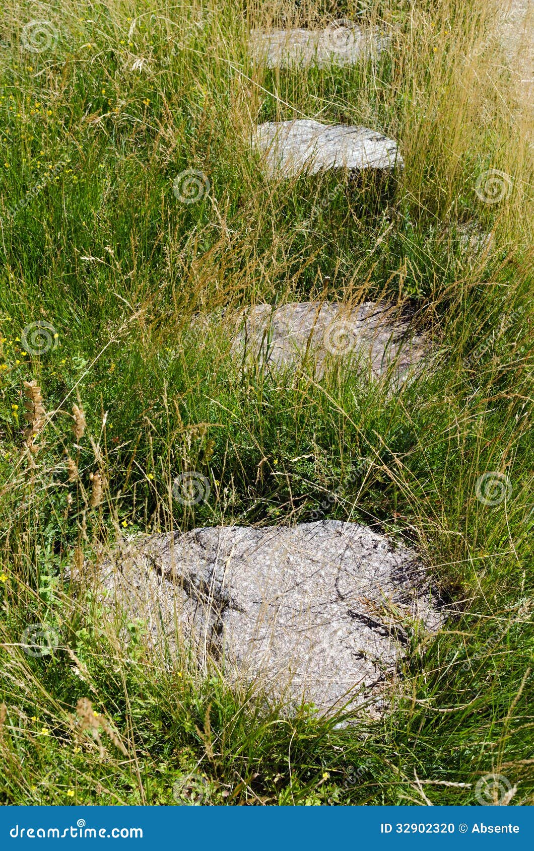 Path in the Grass stock photo. Image of grass, walking - 32902320