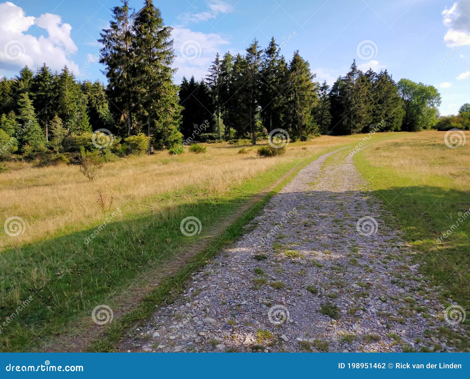 Path through Grass and Trees Stock Photo - Image of tree, meadow: 198951462