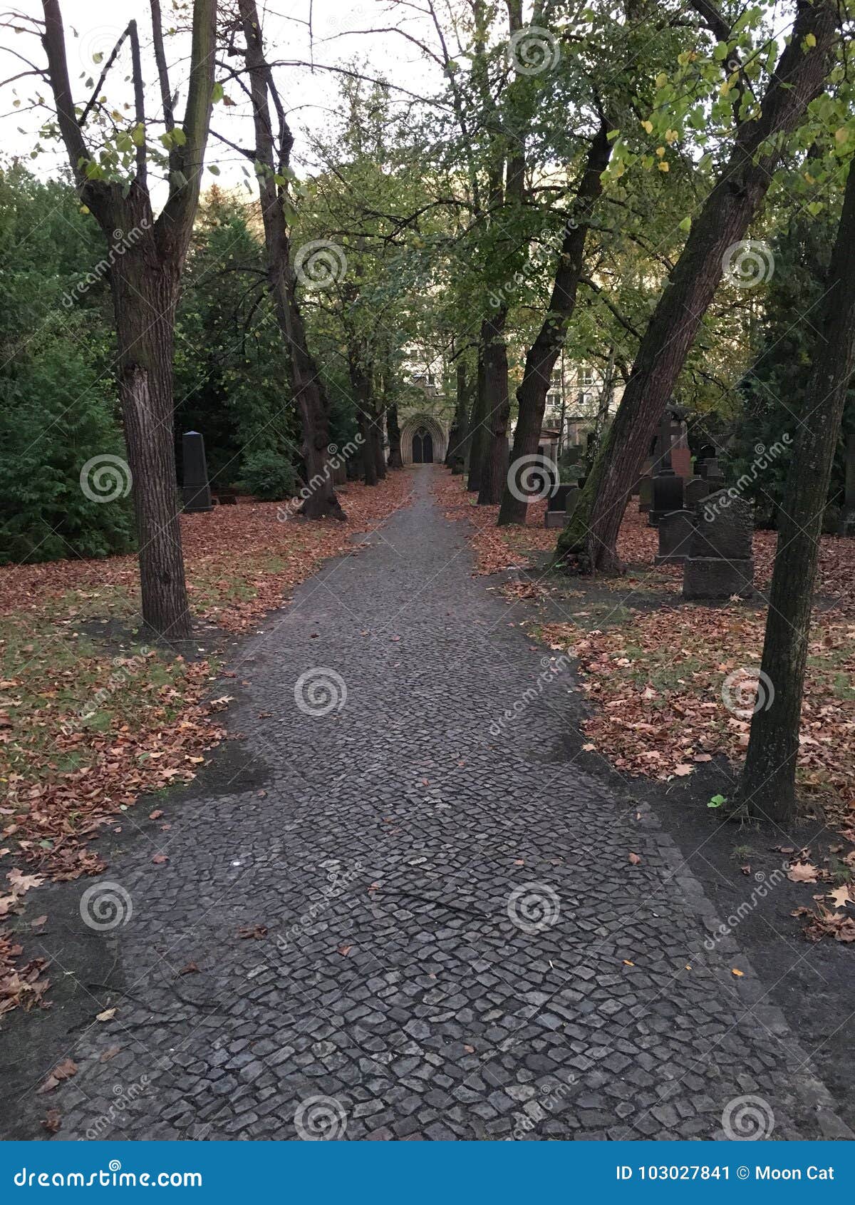 Path in graveyard stock image. Image of branch, religion - 103027841