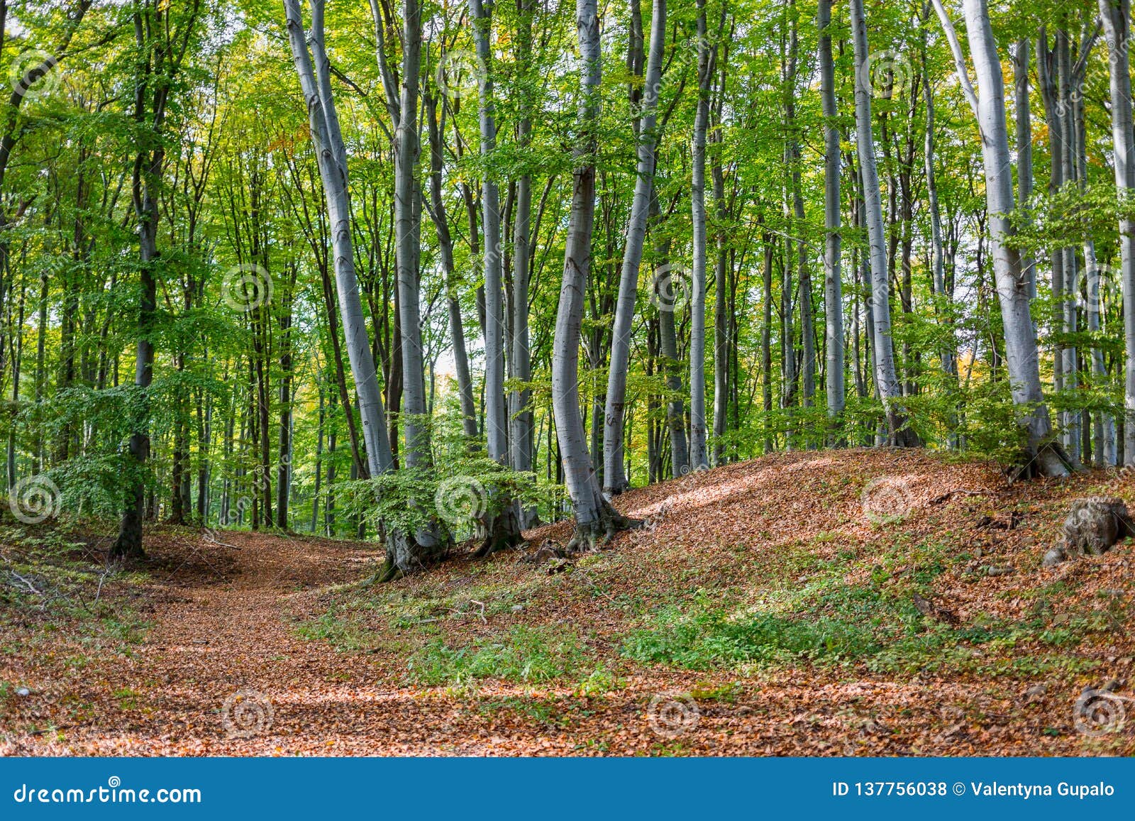 Path in Green Beech Forest. Smooth Gray Trunks of Beech Trees Stock ...