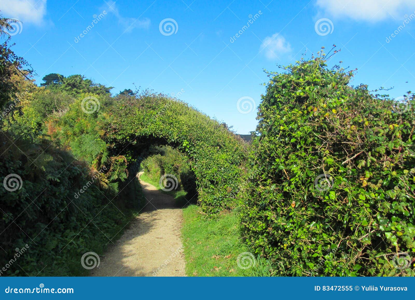 A Path Or Footpath Runs Along A Mountainside Covered With Ferns And ...