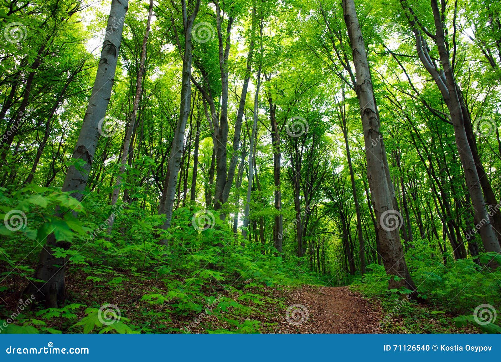 Path in Green Deciduous Forest, Nature Background Stock Photo - Image ...
