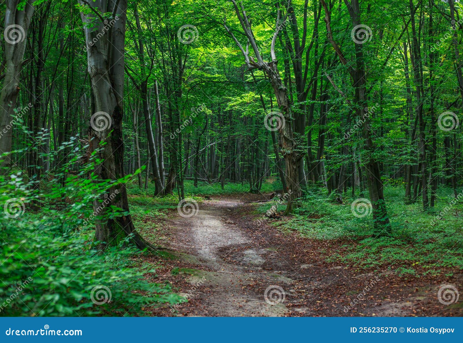 Path in Green Deciduous Forest Park among Trees, Hiking Trail Outdoors ...
