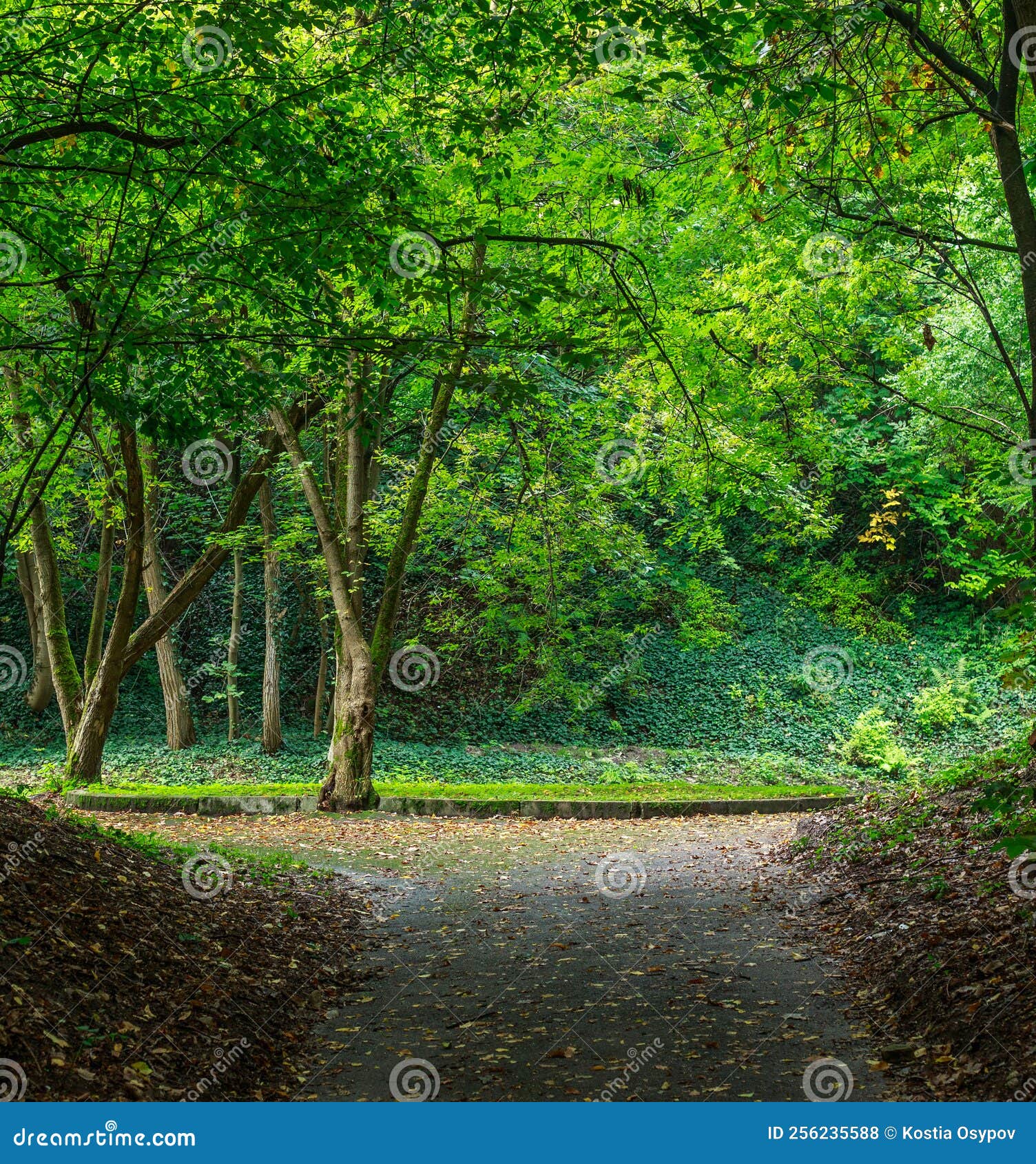 Path in Green Deciduous Forest Park among Trees, Hiking Trail Outdoors ...