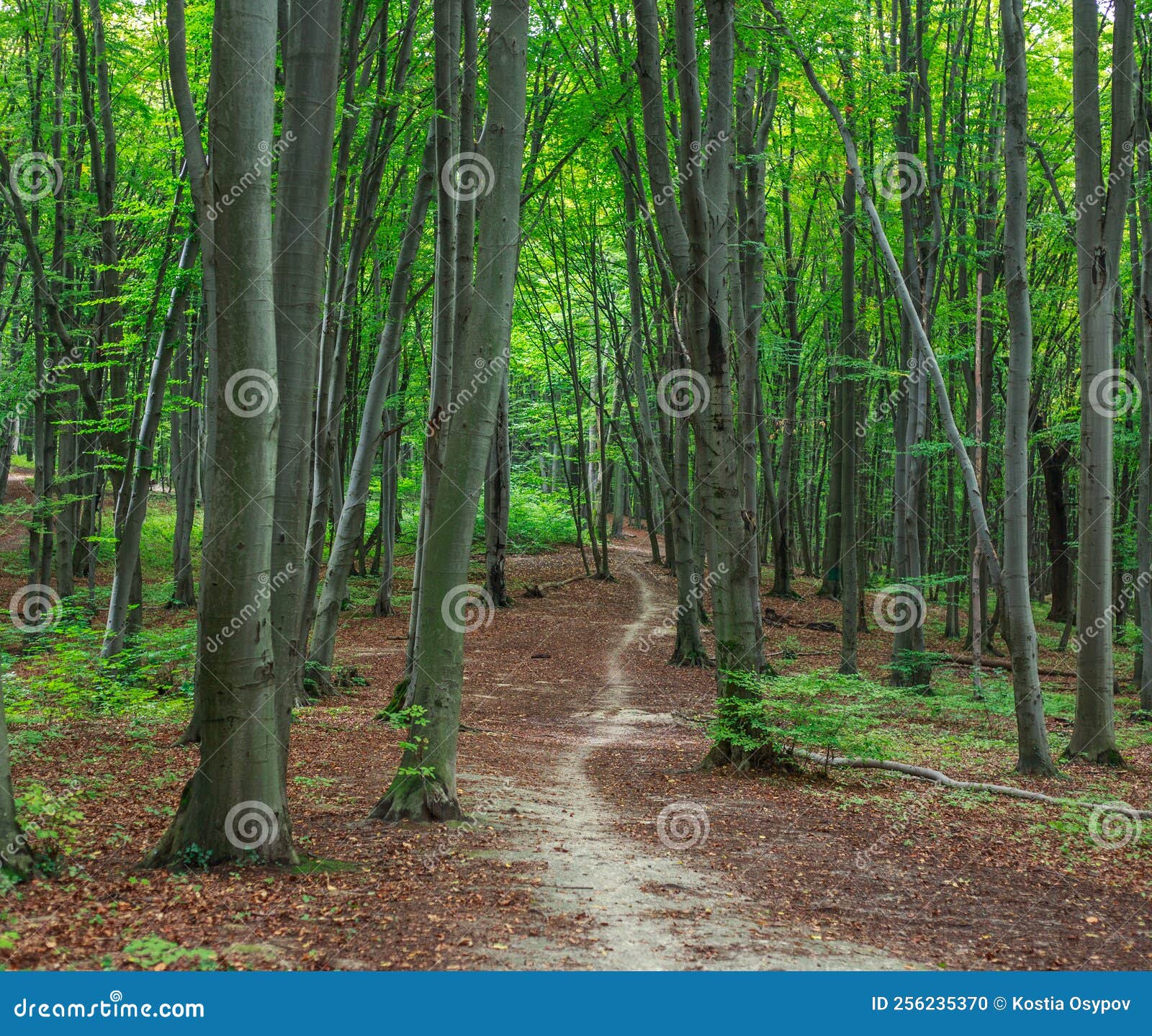 Path in Green Deciduous Forest Park among Trees, Hiking Trail Outdoors ...