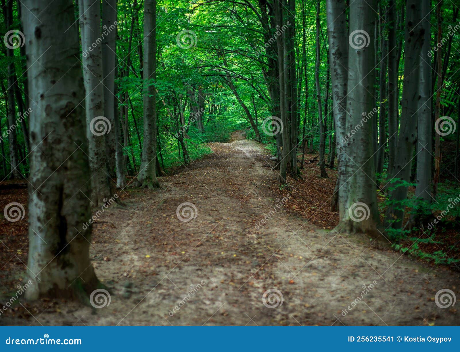 Path in Green Deciduous Forest Park among Trees, Hiking Trail Outdoors ...