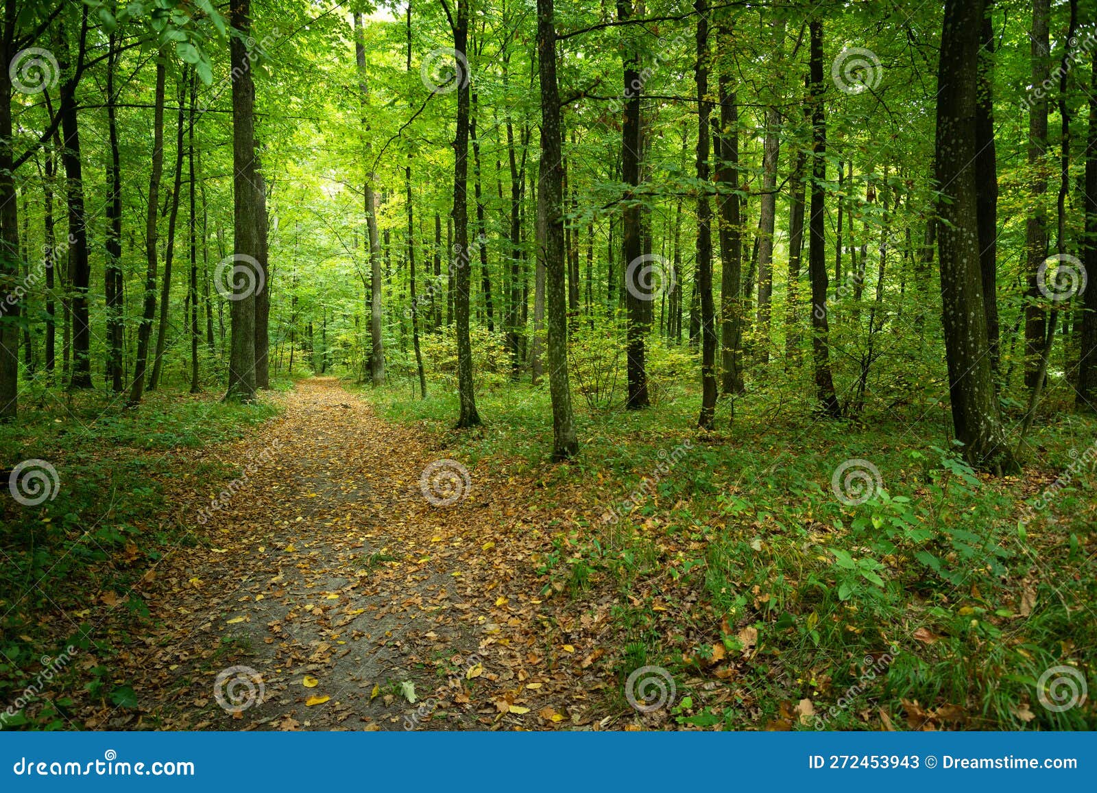 Path in a Green Deciduous Forest, Summer View Stock Image - Image of ...