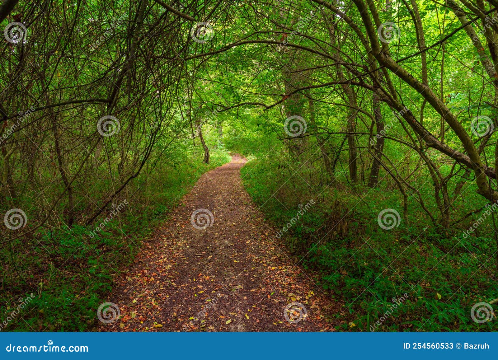 Path in Green Dense Summer Forest Stock Image - Image of evergreen ...
