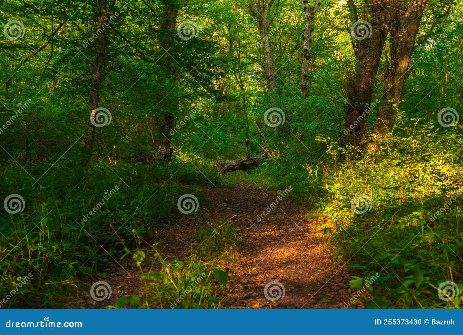 Path in the Green Dense Summer Forest Stock Photo - Image of path ...