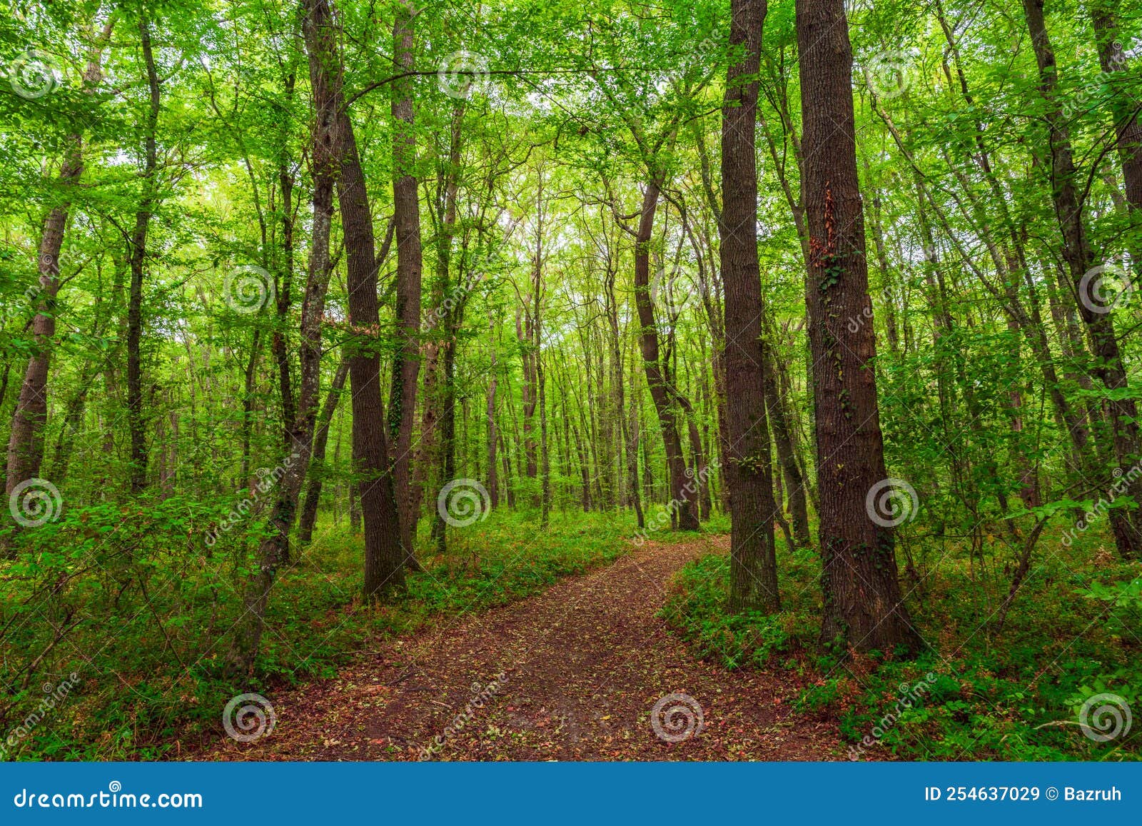 Path in the Green Dense Summer Forest Stock Image - Image of ...