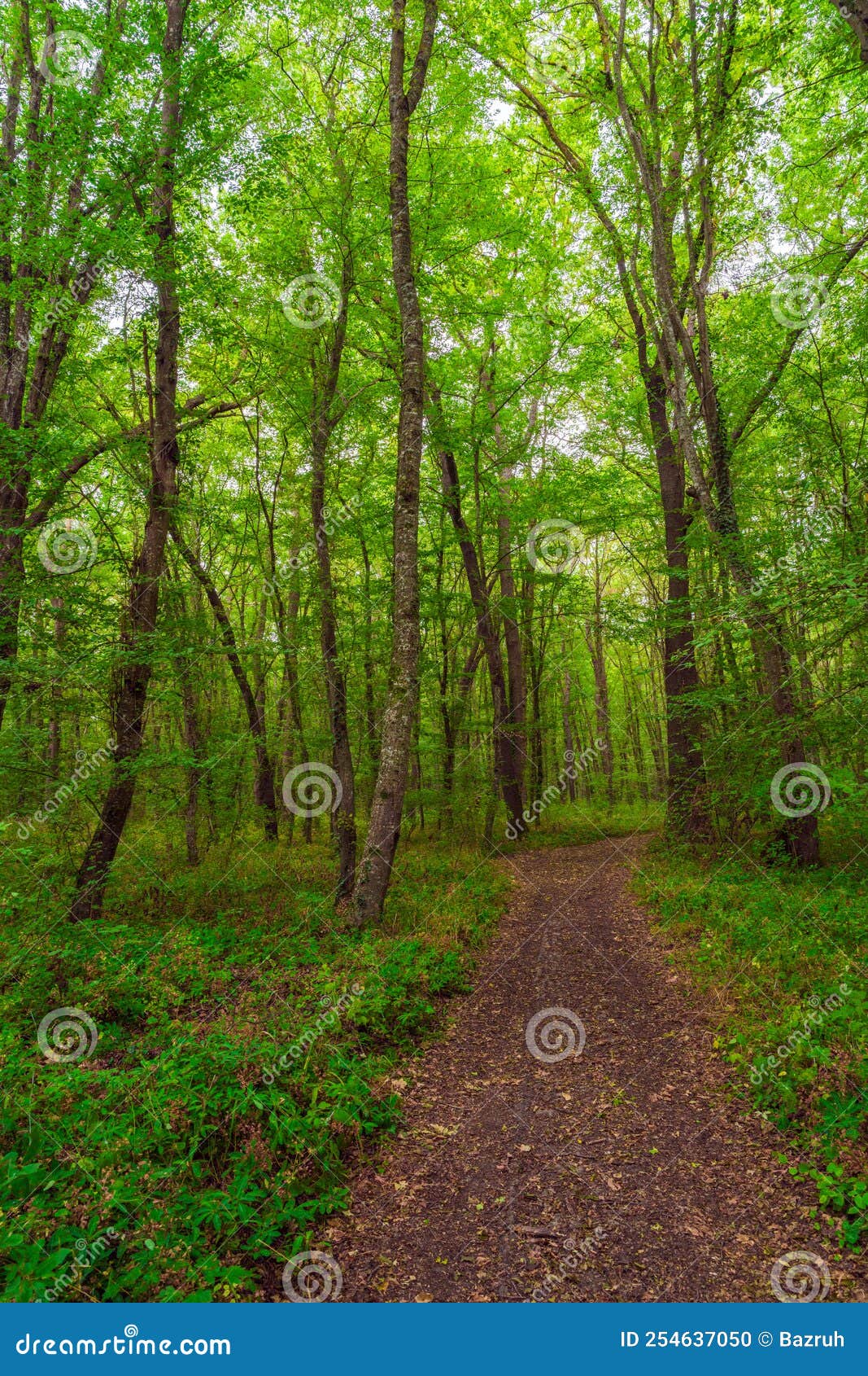 Path in the Green Dense Summer Forest Stock Photo - Image of plant ...