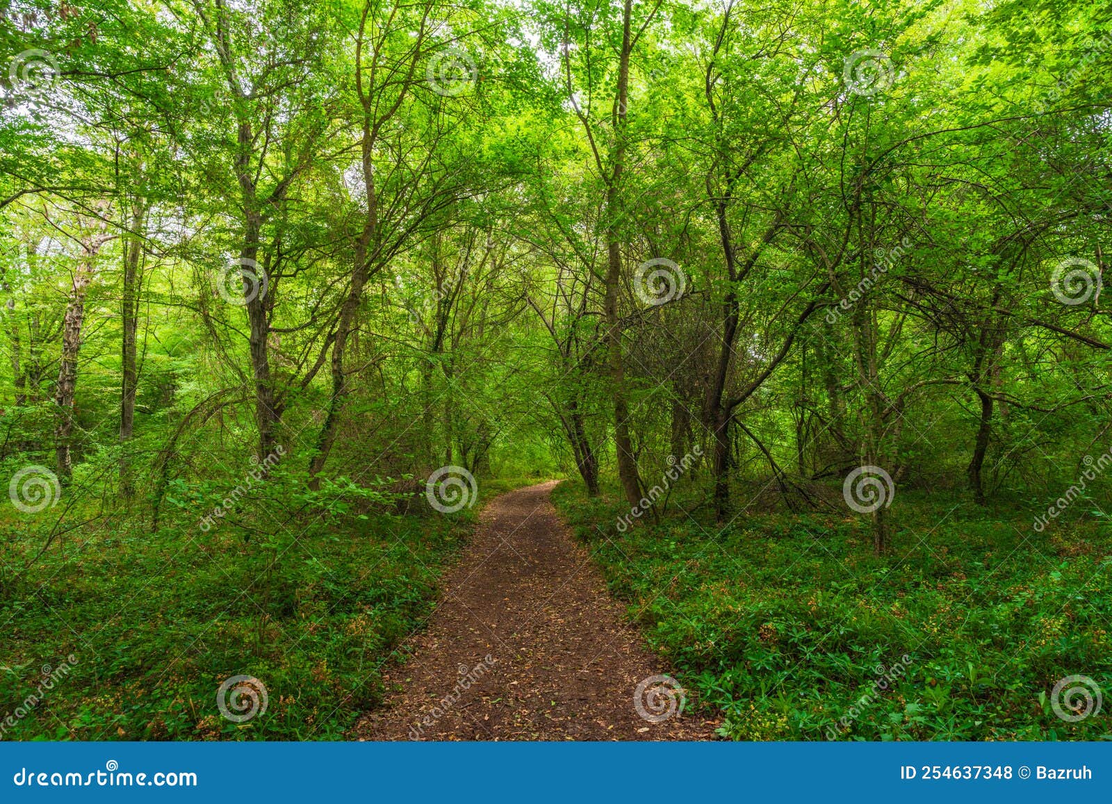 Path in the Green Dense Summer Forest Stock Photo - Image of outdoor ...