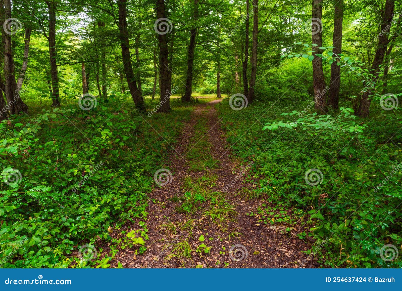 Path in the Green Dense Summer Forest Stock Photo - Image of foliage ...