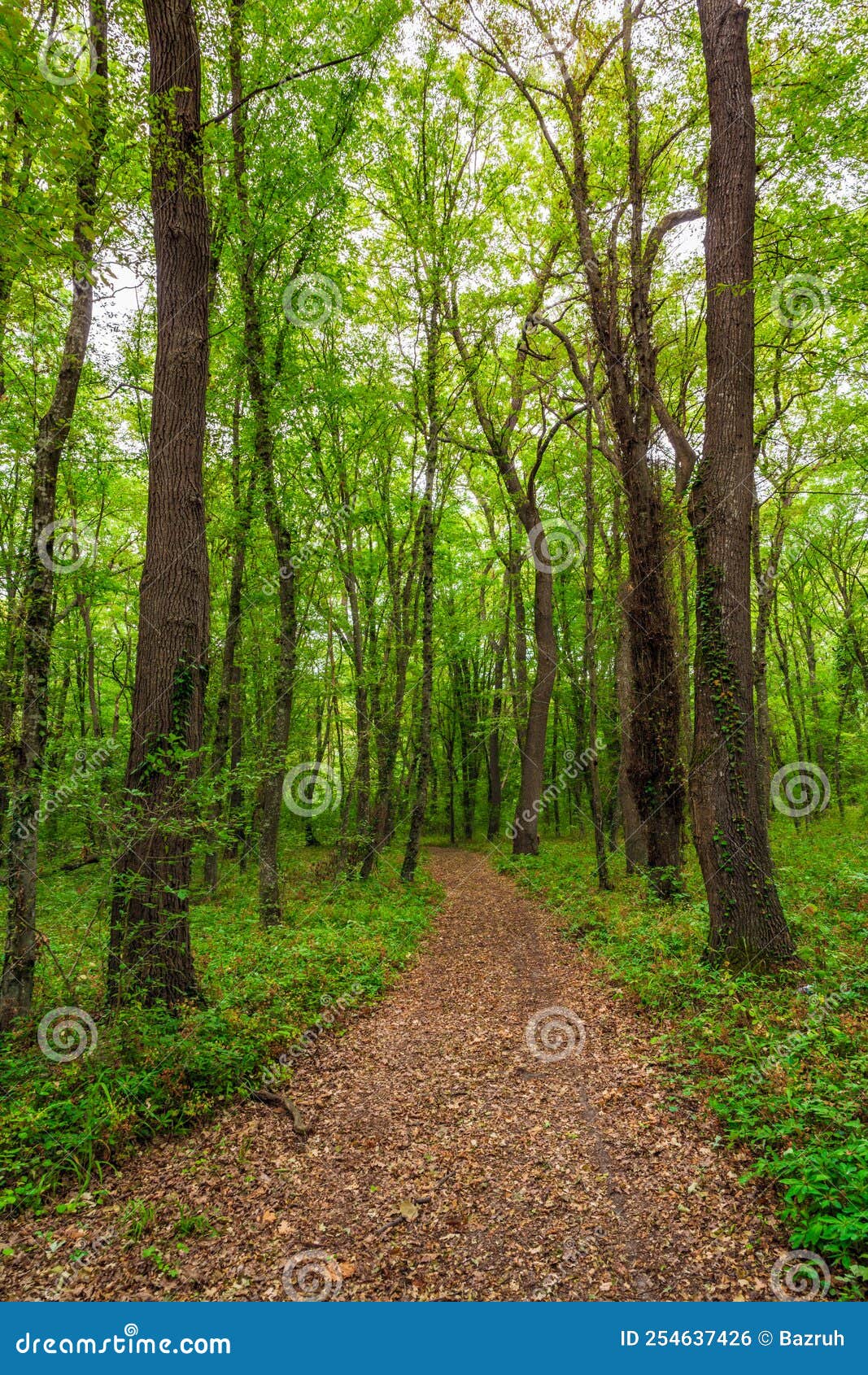 Path in the Green Dense Summer Forest Stock Photo - Image of narrow ...