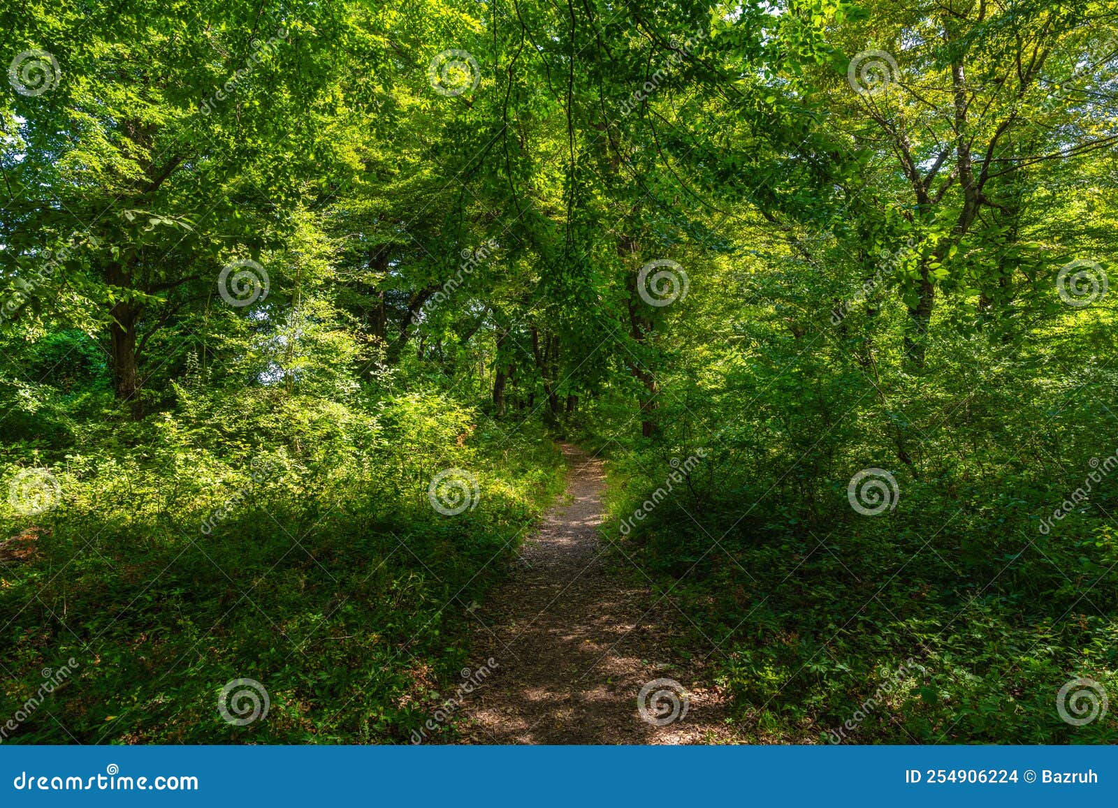 Path in the Green Dense Summer Forest Stock Photo - Image of green ...