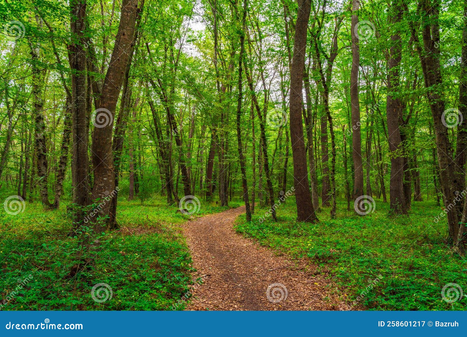 Path in the Green Dense Summer Forest Stock Image - Image of landscape ...