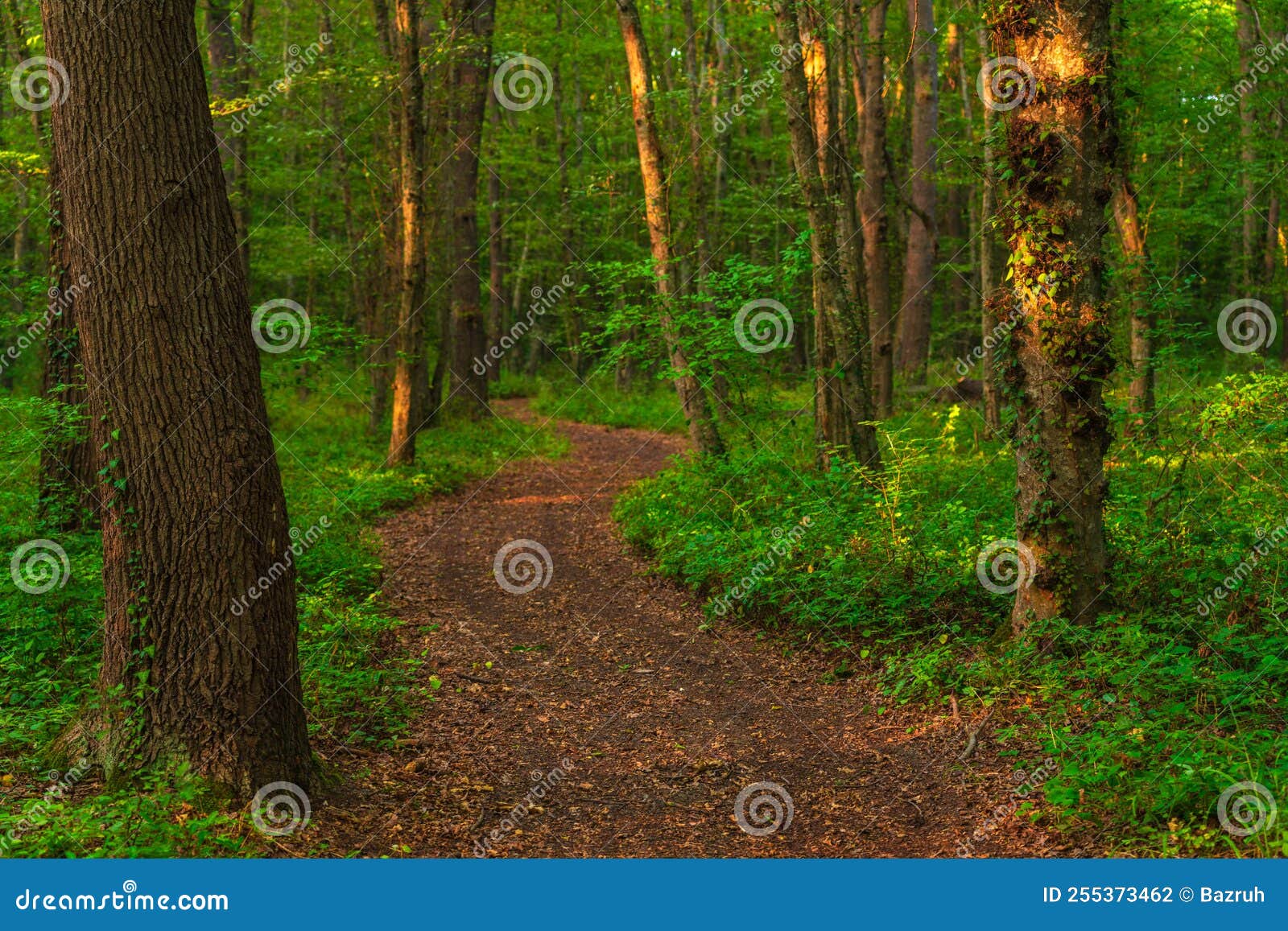 Path in the Green Dense Summer Forest Stock Photo - Image of green ...