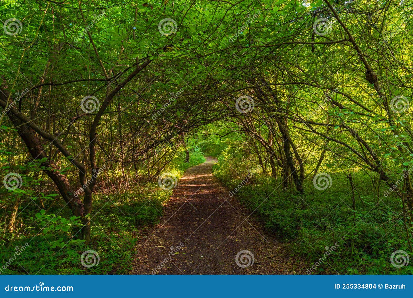 Path in the Green Dense Summer Forest Stock Photo - Image of nature ...