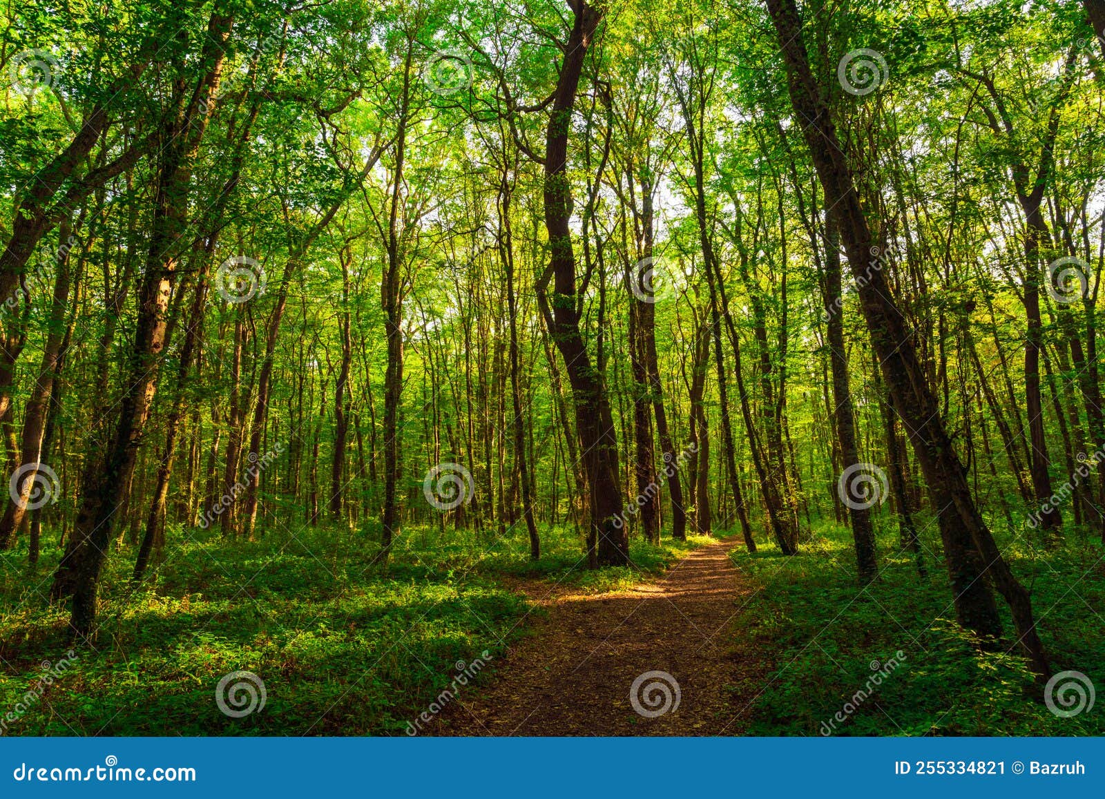 Path in the Green Dense Summer Forest Stock Image - Image of scenery ...