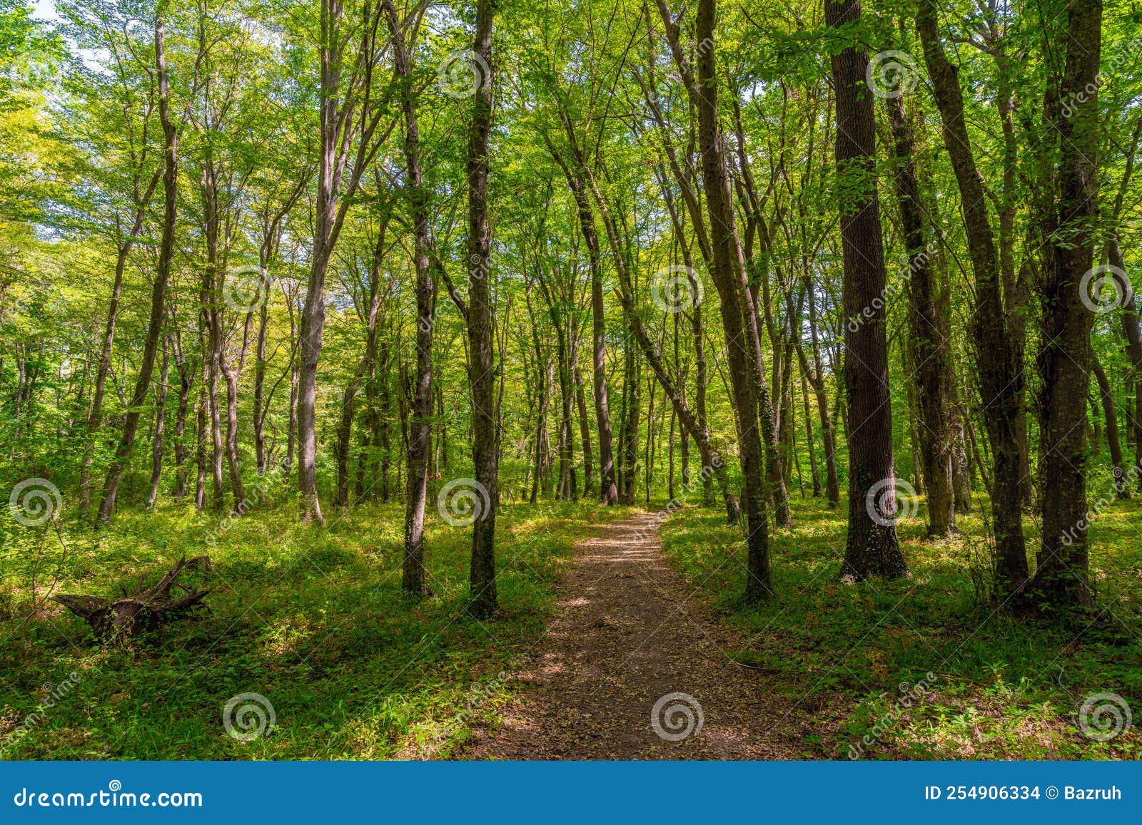 Path in the Green Dense Sunny Forest Stock Photo - Image of quiet ...