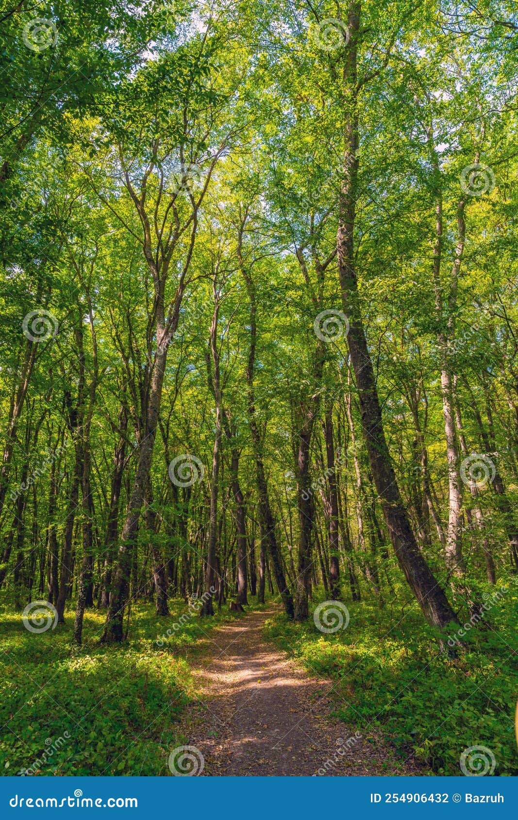 Path in the Green Dense Sunny Forest Stock Photo - Image of loneliness ...
