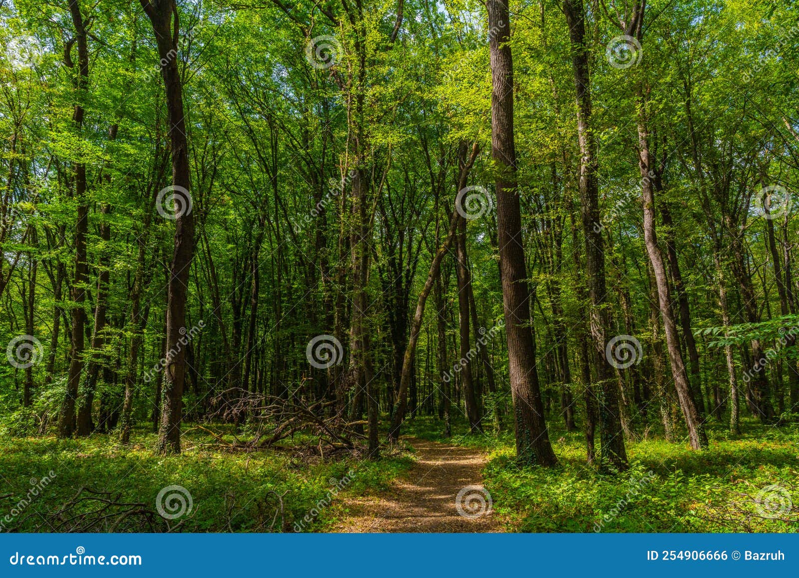 Path in the Green Dense Sunny Forest Stock Photo - Image of ground ...