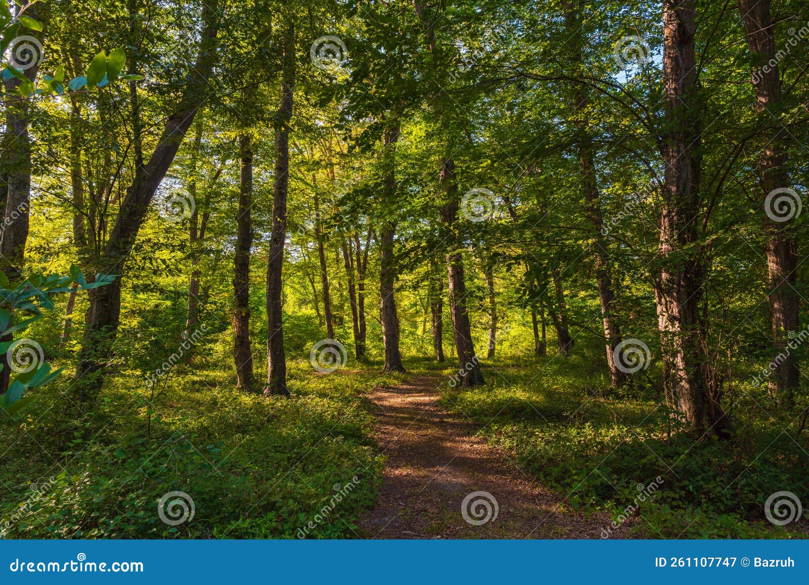Path in the Green Dense Sunny Forest Stock Image - Image of natural ...