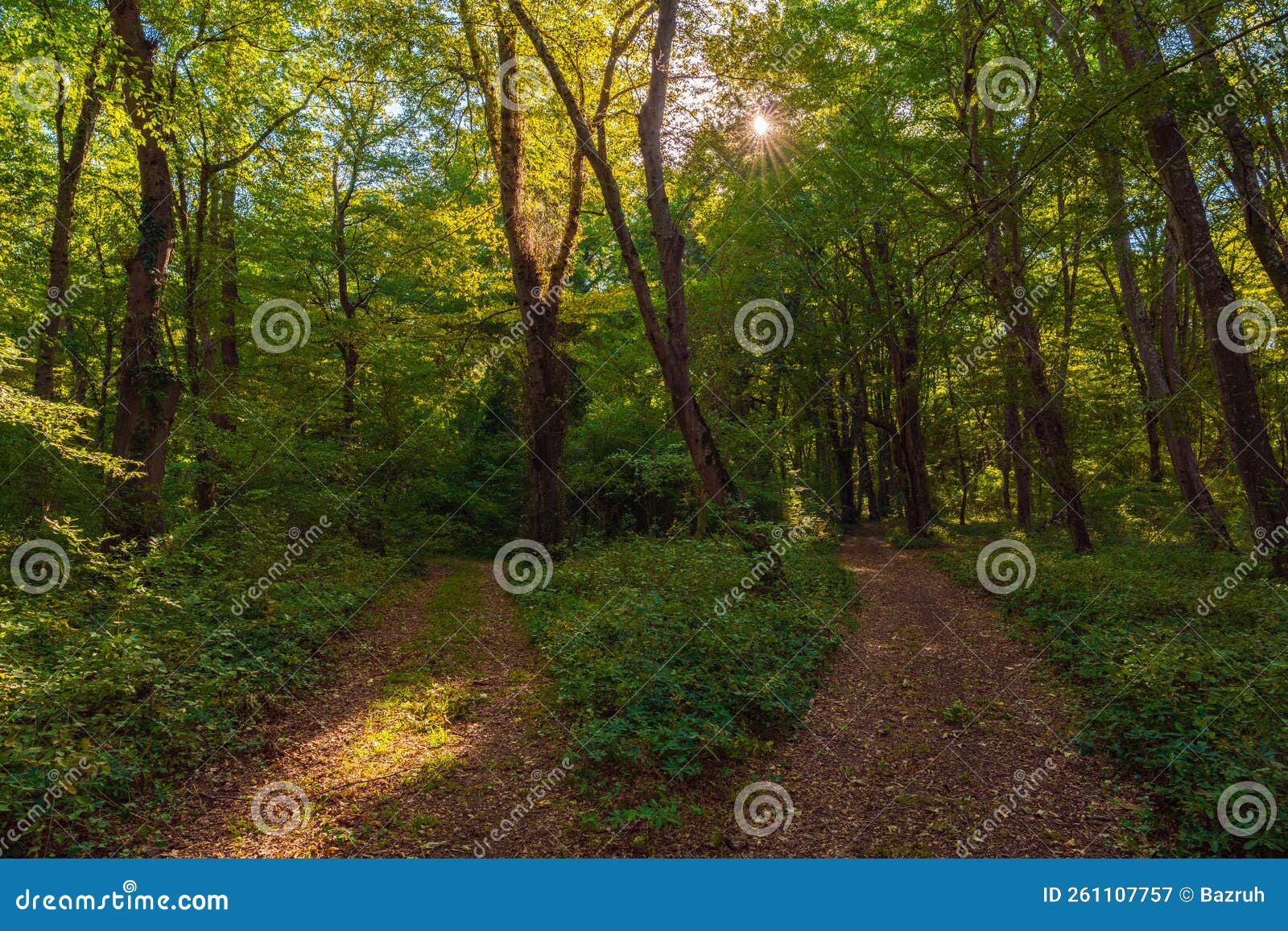 Path in the Green Dense Sunny Forest Stock Image - Image of grass, path ...