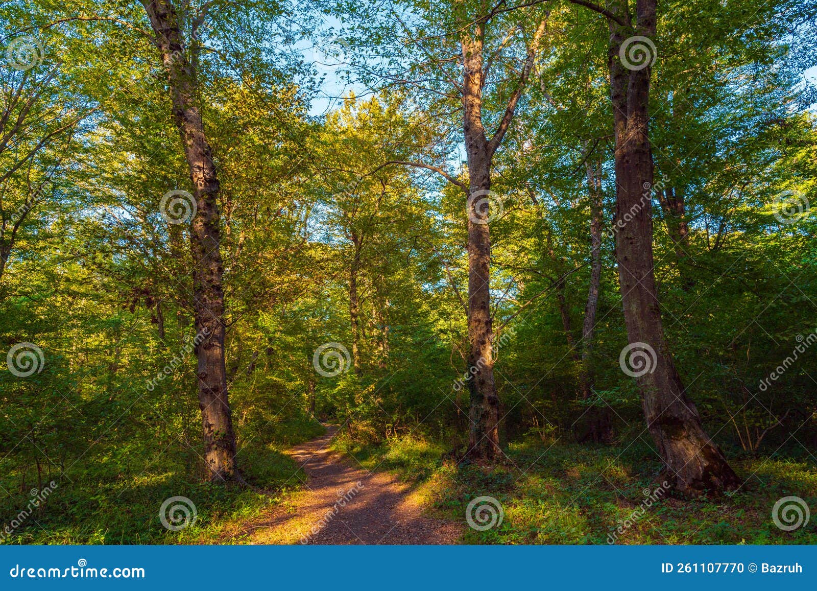 Path in the Green Dense Sunny Forest Stock Photo - Image of perspective ...