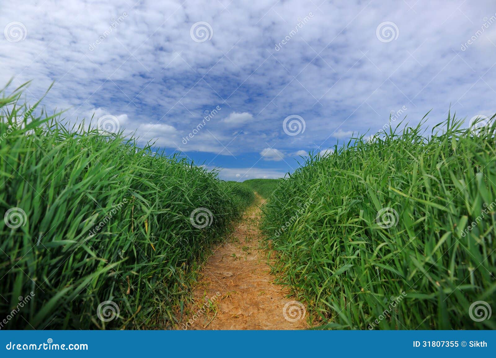 Path through Green Field stock image. Image of outdoors - 31807355