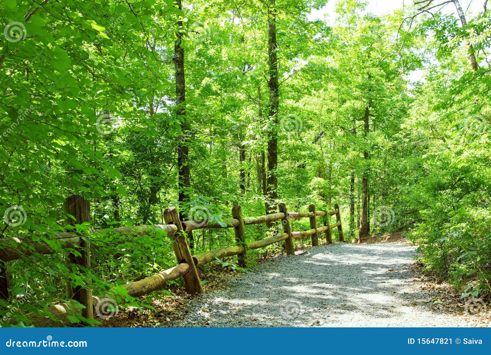 Path in green forest stock image. Image of palisade, footpath - 15647821